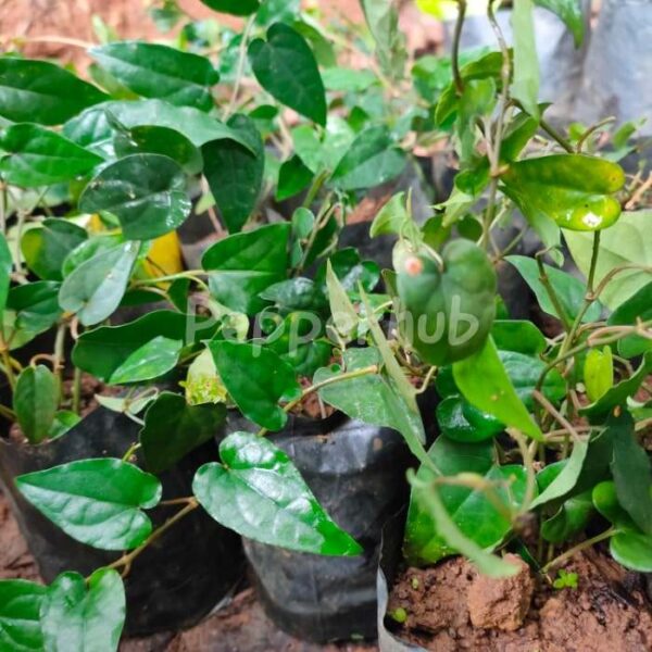 Thippali Plant (pack of 10 plants) | PepperHub