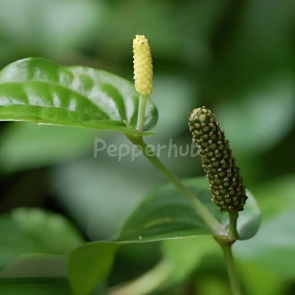 Thippali Plant (pack of 10 plants) | PepperHub