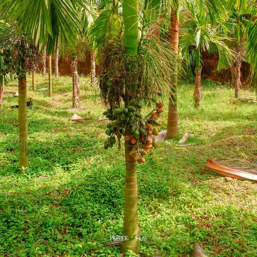 Buy Inter C Mangala Plants Online | PepperHub