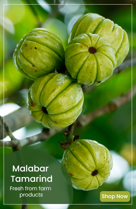 Malabar Tamarind Fruit