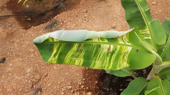 Diseases & Controls In Banana Cultivation | PepperHub