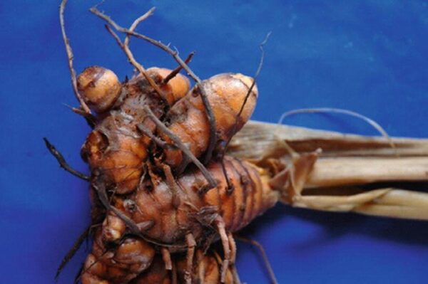 Soft Rot or Rhizome Rot disease in turmeric | PepperHub