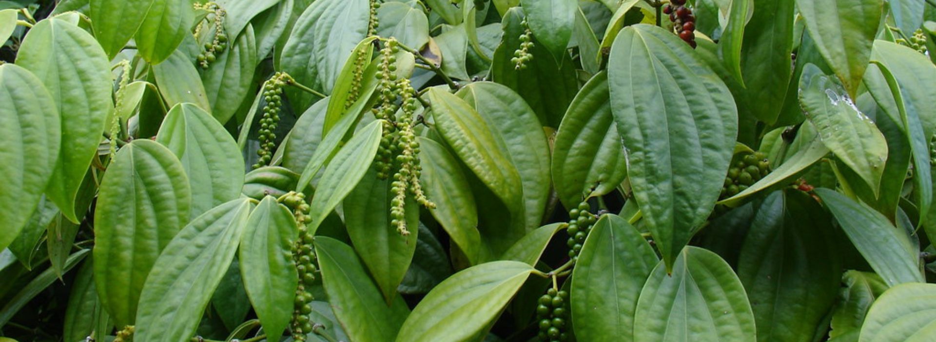 blackpepper combo bg | PepperHub