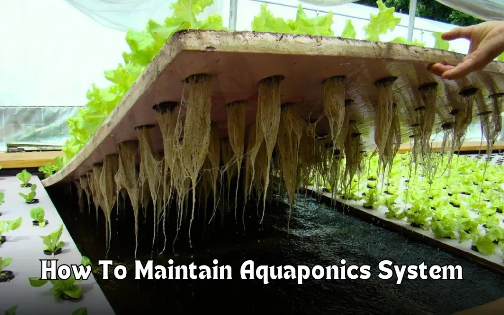 Inside Aquaponic System