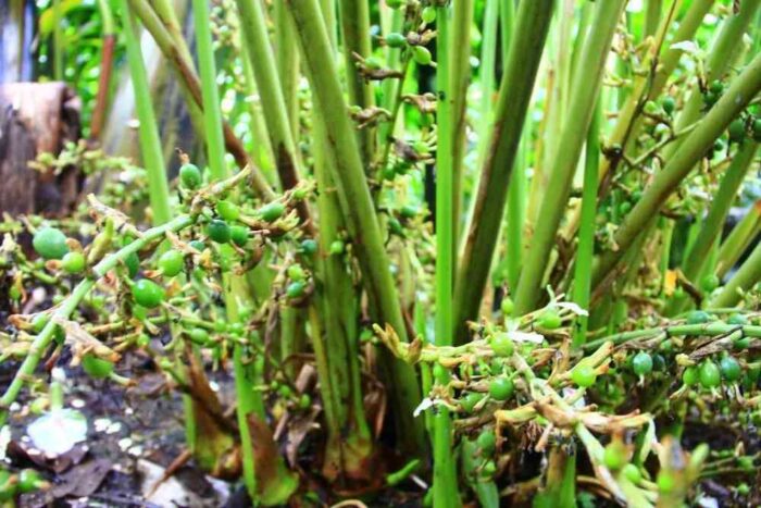 Buy Cardamom Plants Online India| PepperHub