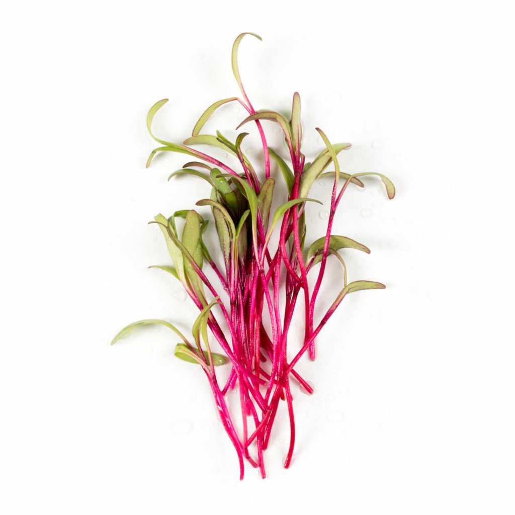 Buy Beet Root Microgreen Seeds Online in India